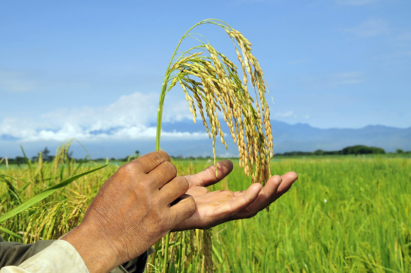 Biofortified rice in Colombia.jpg | Food | The New Humanitarian