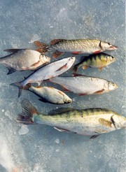 The New Humanitarian | Focus on Northern Aral Sea fishery