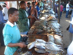 [Mozambique] Fish market - Maputo. [Date picture taken: 10/2006] | Food ...