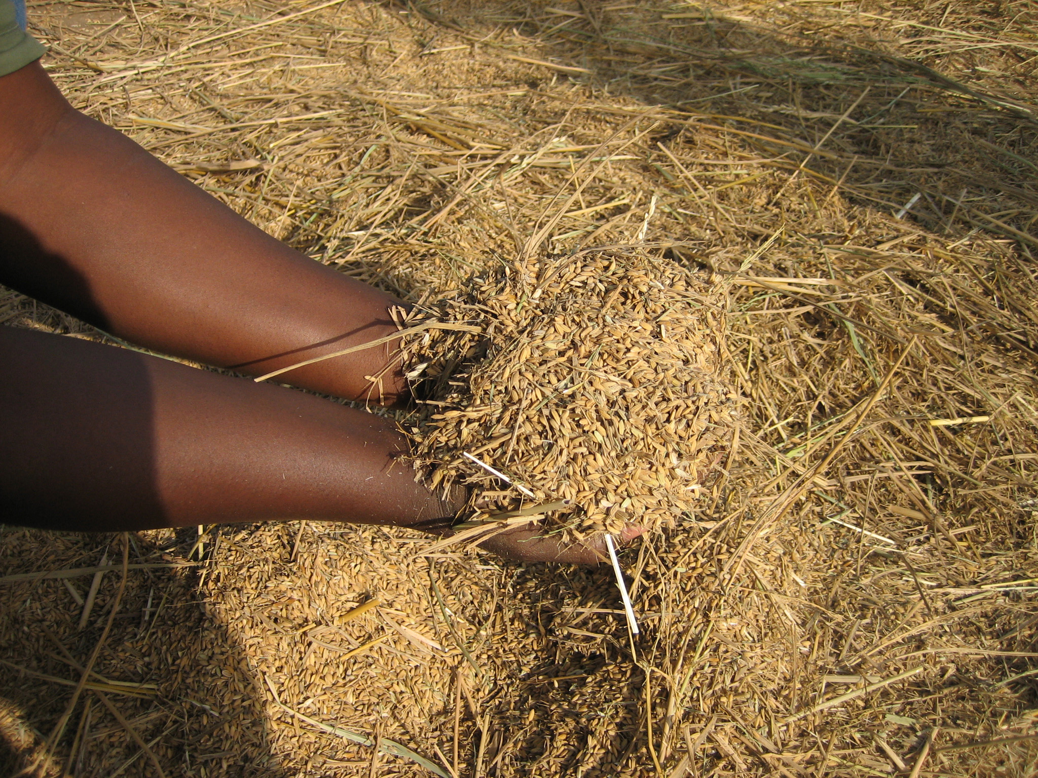 West African rice varieties are indigenous and farmers have developed ...