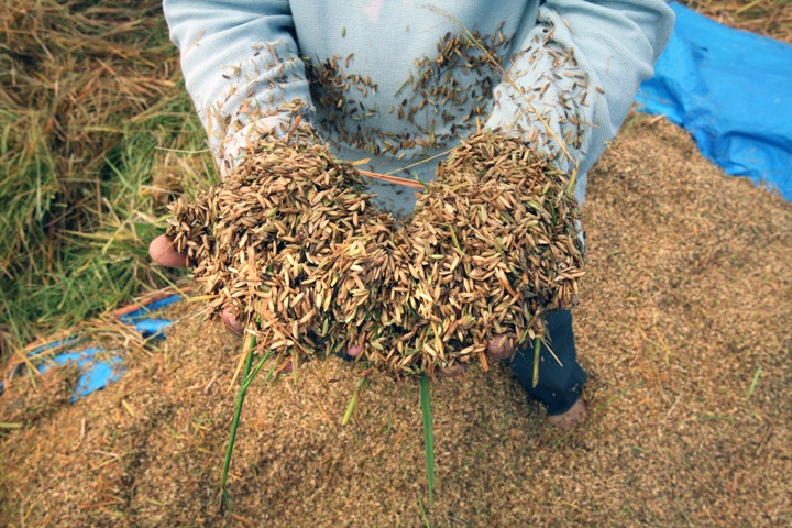 A bountiful rice harvest comes only a little more than a year after ...