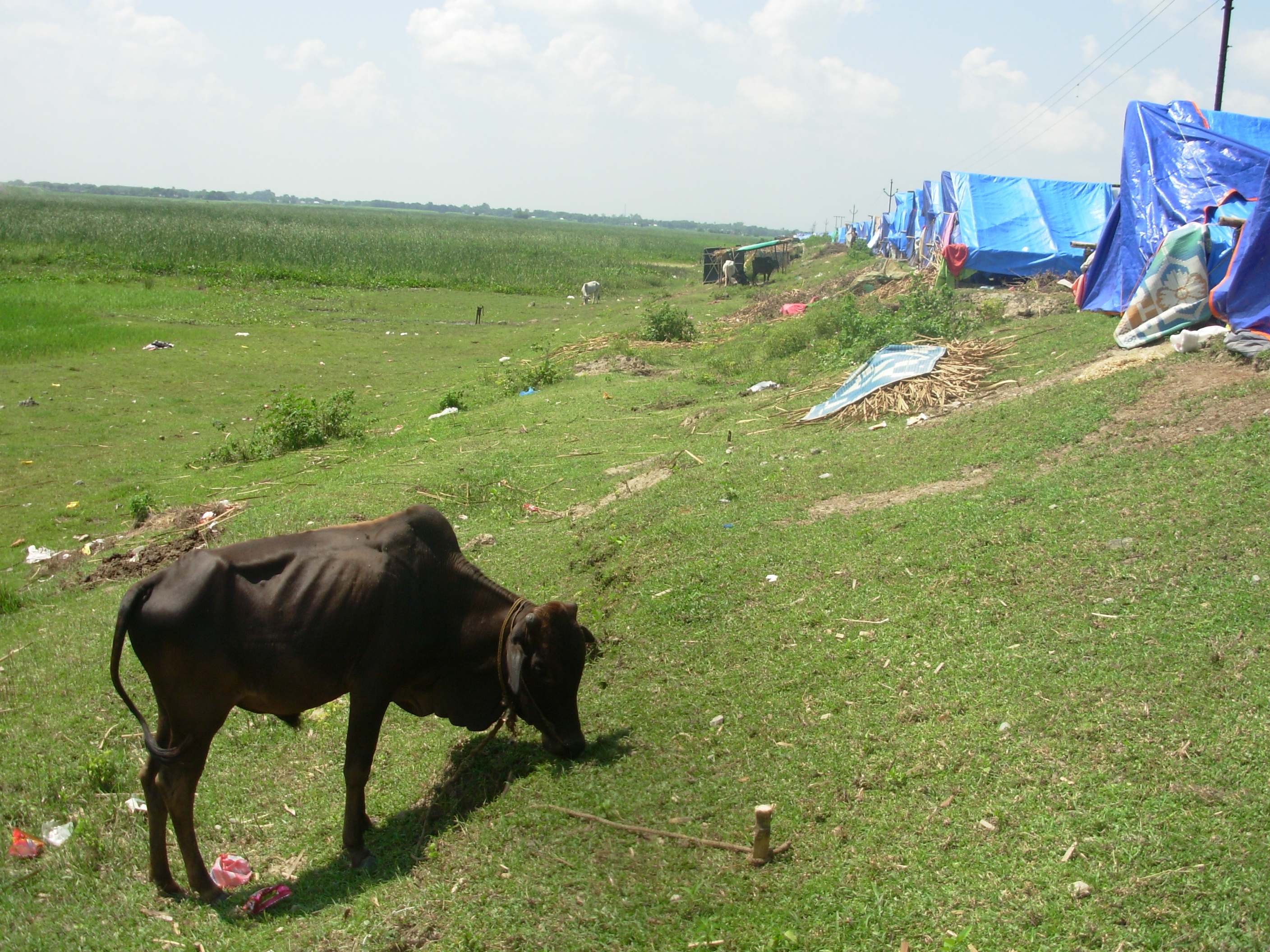 A lone cow grazes outside a displaced persons camp in eastern Nepal ...