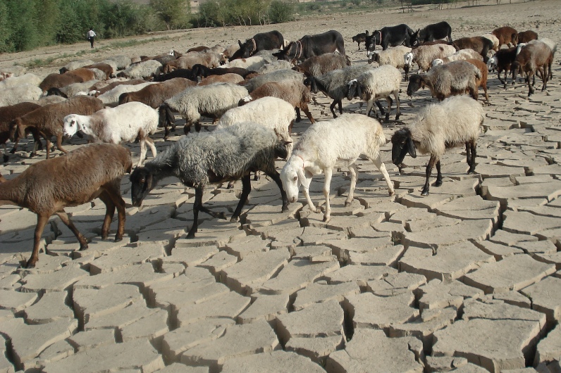 Recurrent drought has dried up pasturelands and water wells leaving ...