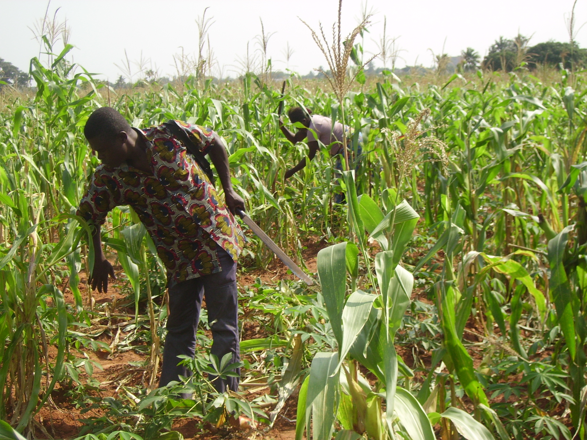 2009021824.jpg | Food | The New Humanitarian