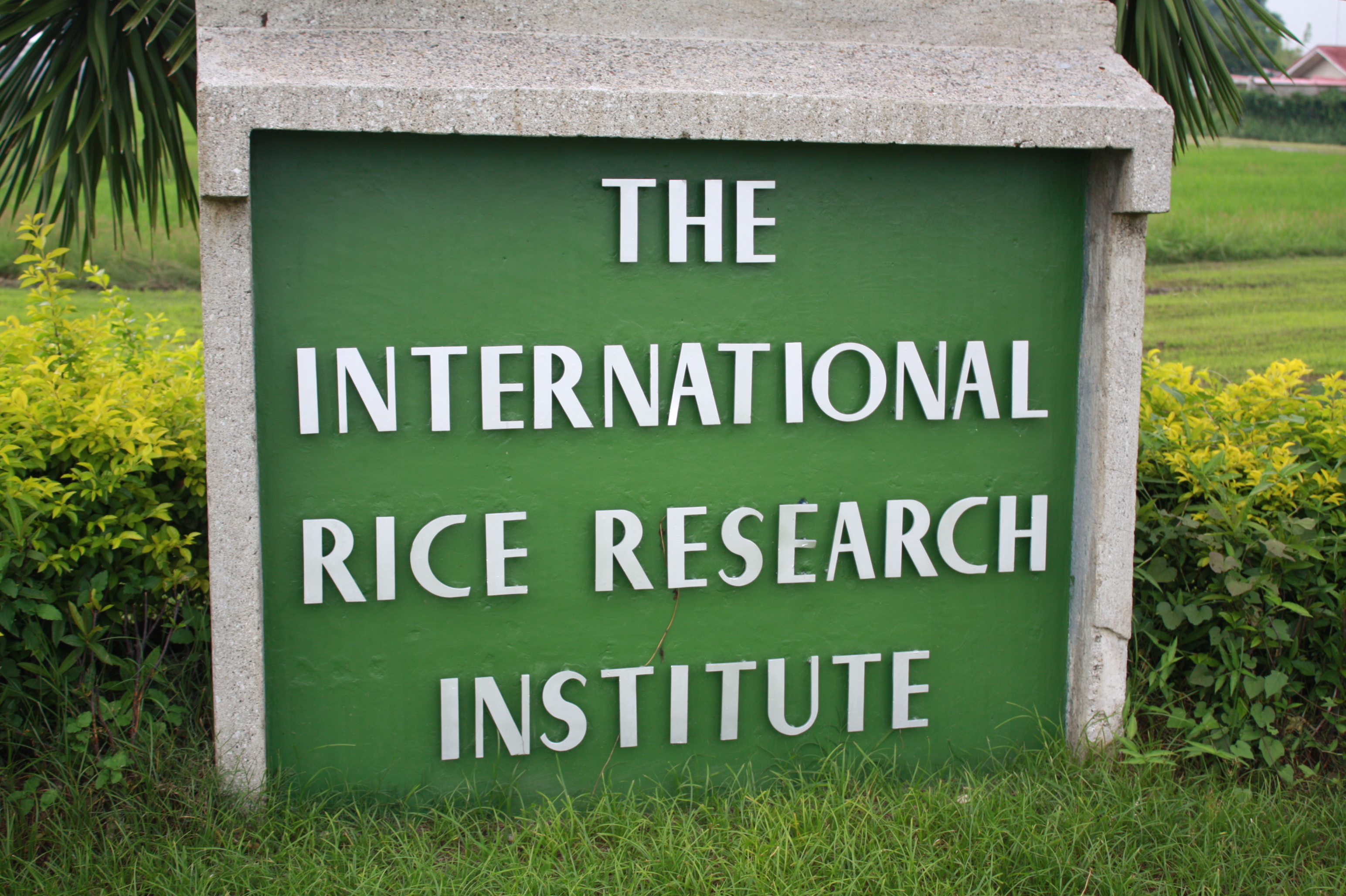 The International Rice Research Institute (IRRI) in the Philippines is ...