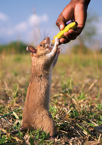 Mozambique rat | Food | The New Humanitarian