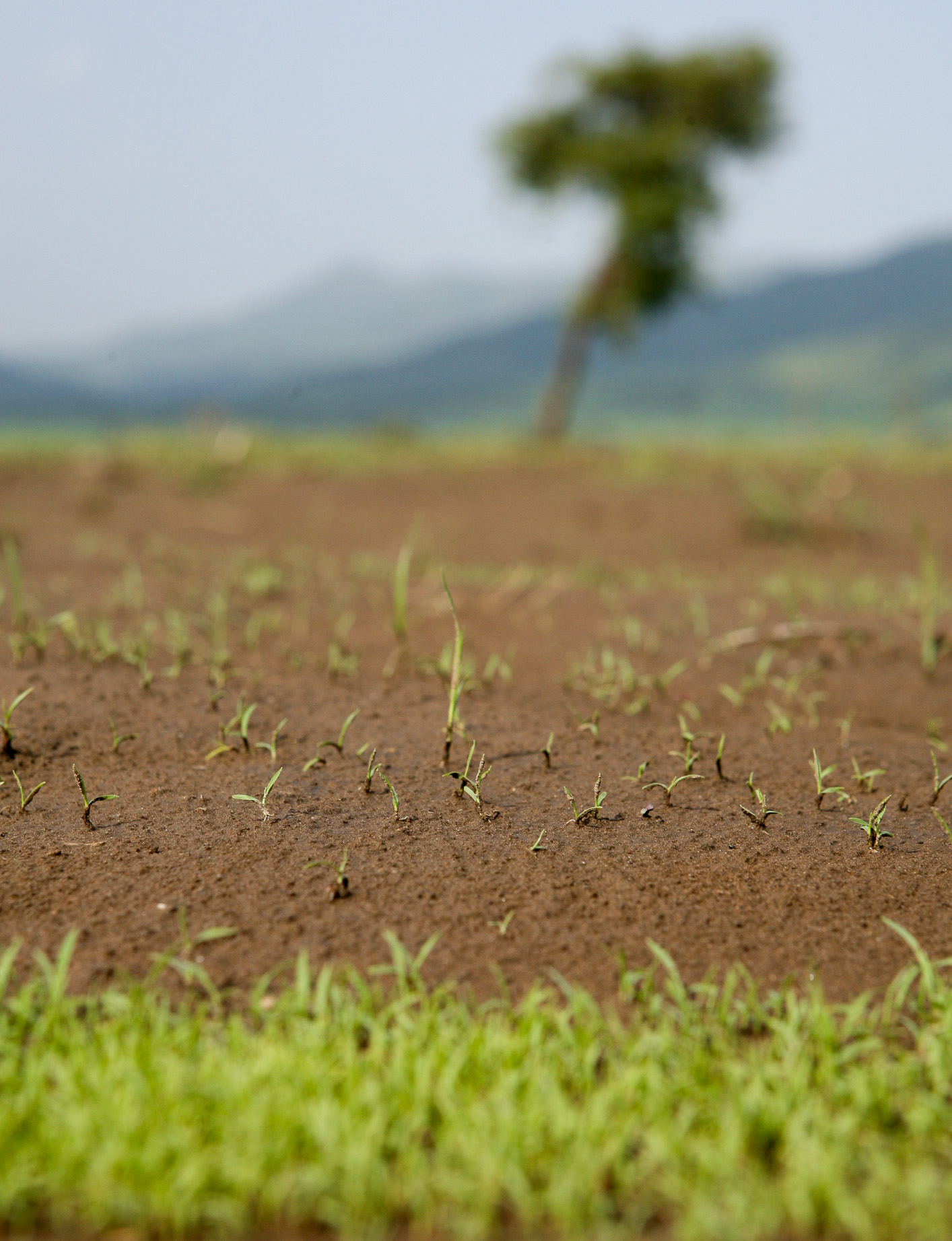 Seedlings of an Ethiopian staple crop, teff, emerge from the ...