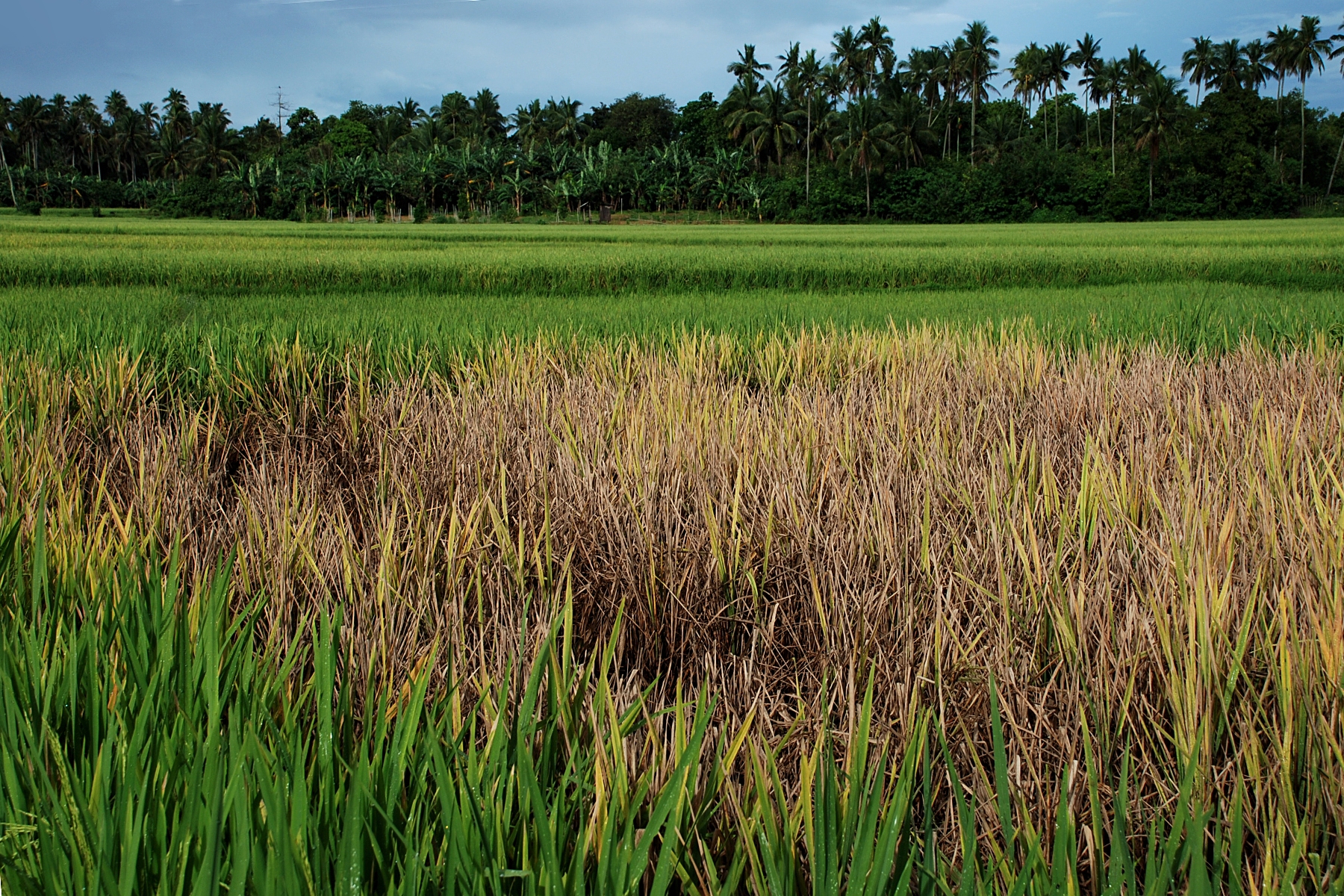 The New Humanitarian | Rice pests multiply post-floods