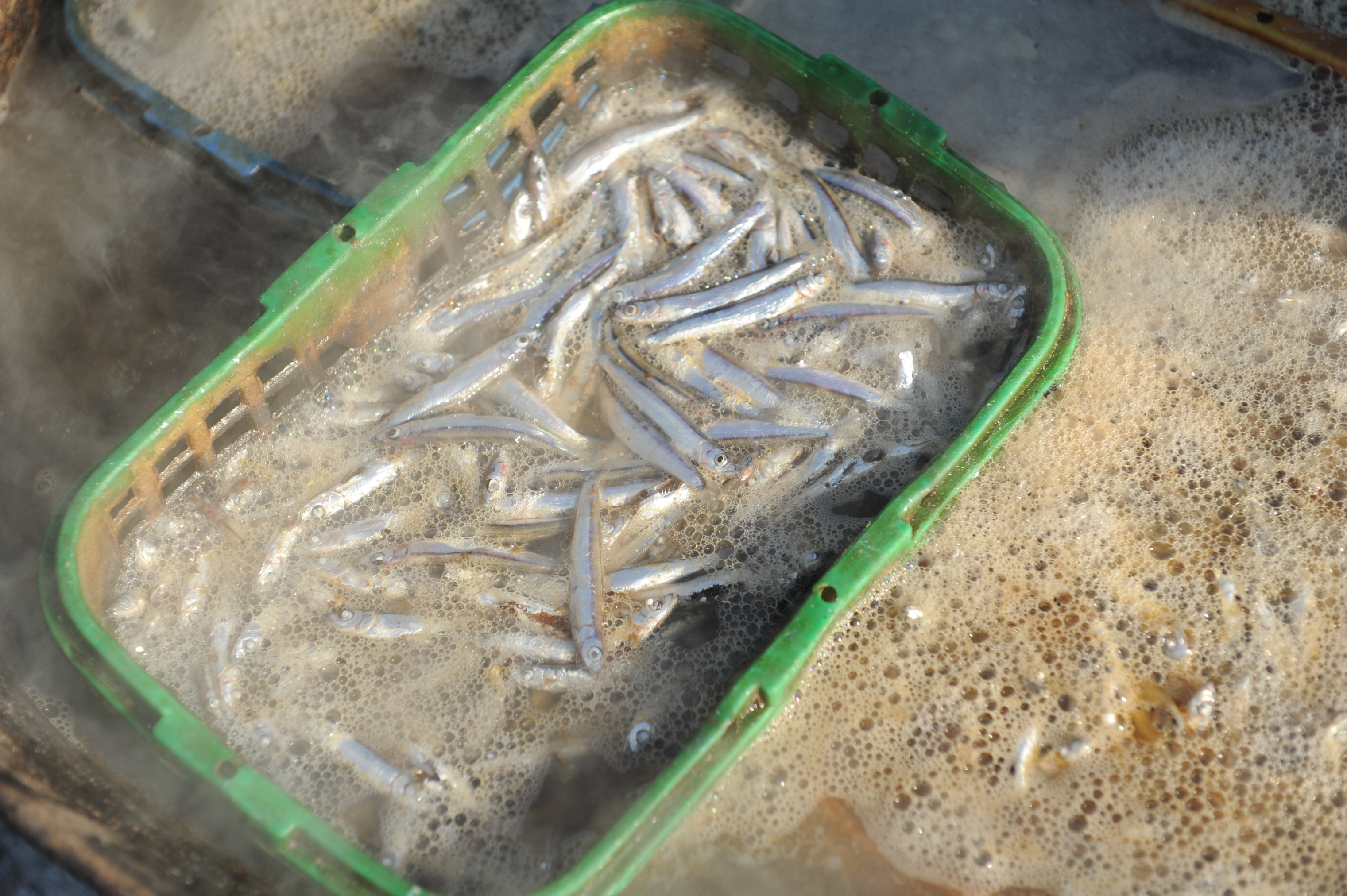 Usipa, endemic to Lake Malawi, being parboiled before being dried. The ...