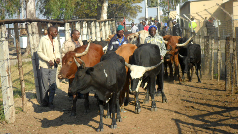 Smallholder farmers bring their cattle to an abbatoir in Harare ...