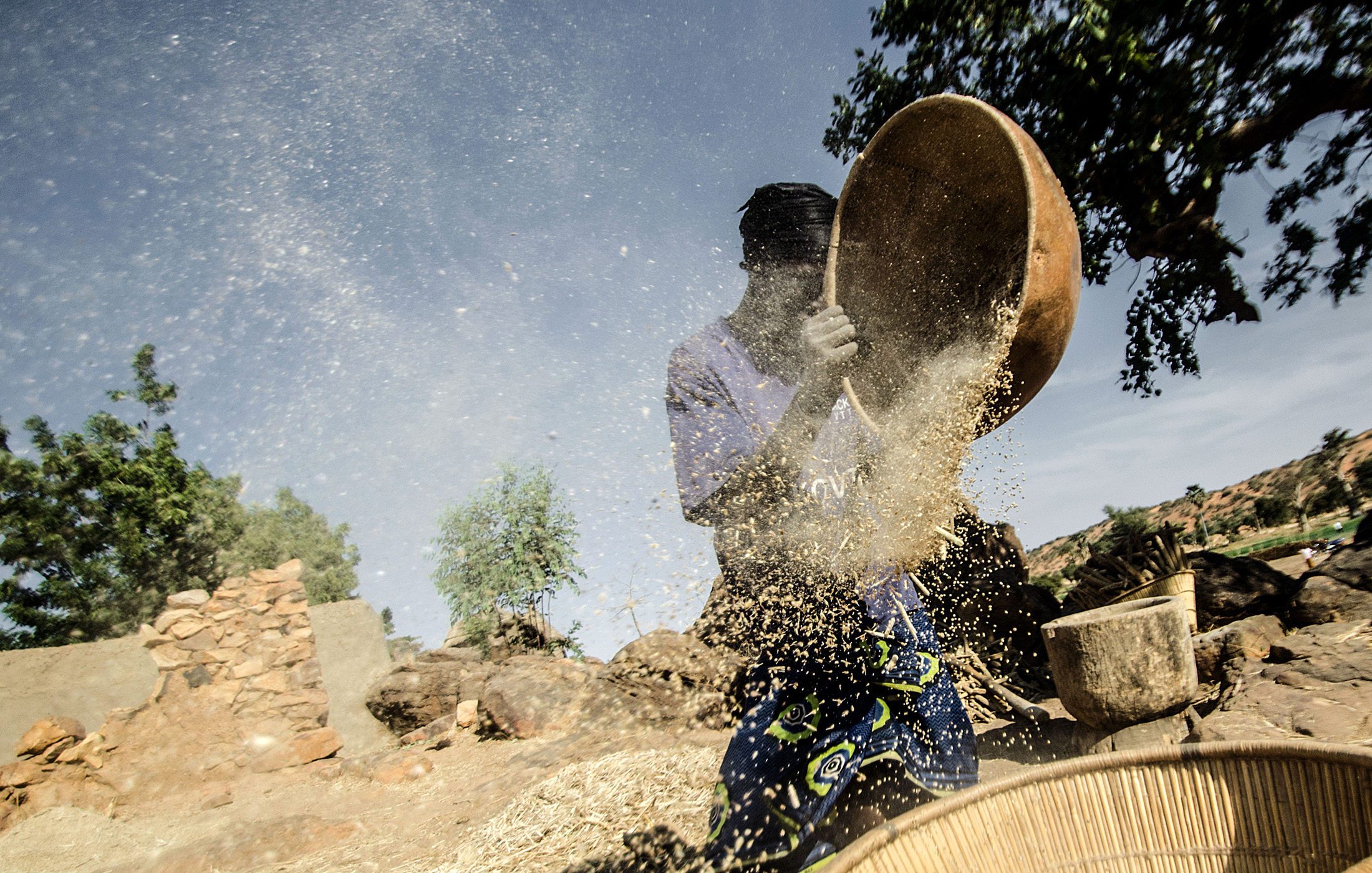 Millet preparation in Bandiagara, Mopti Region of Mali. The crop has ...