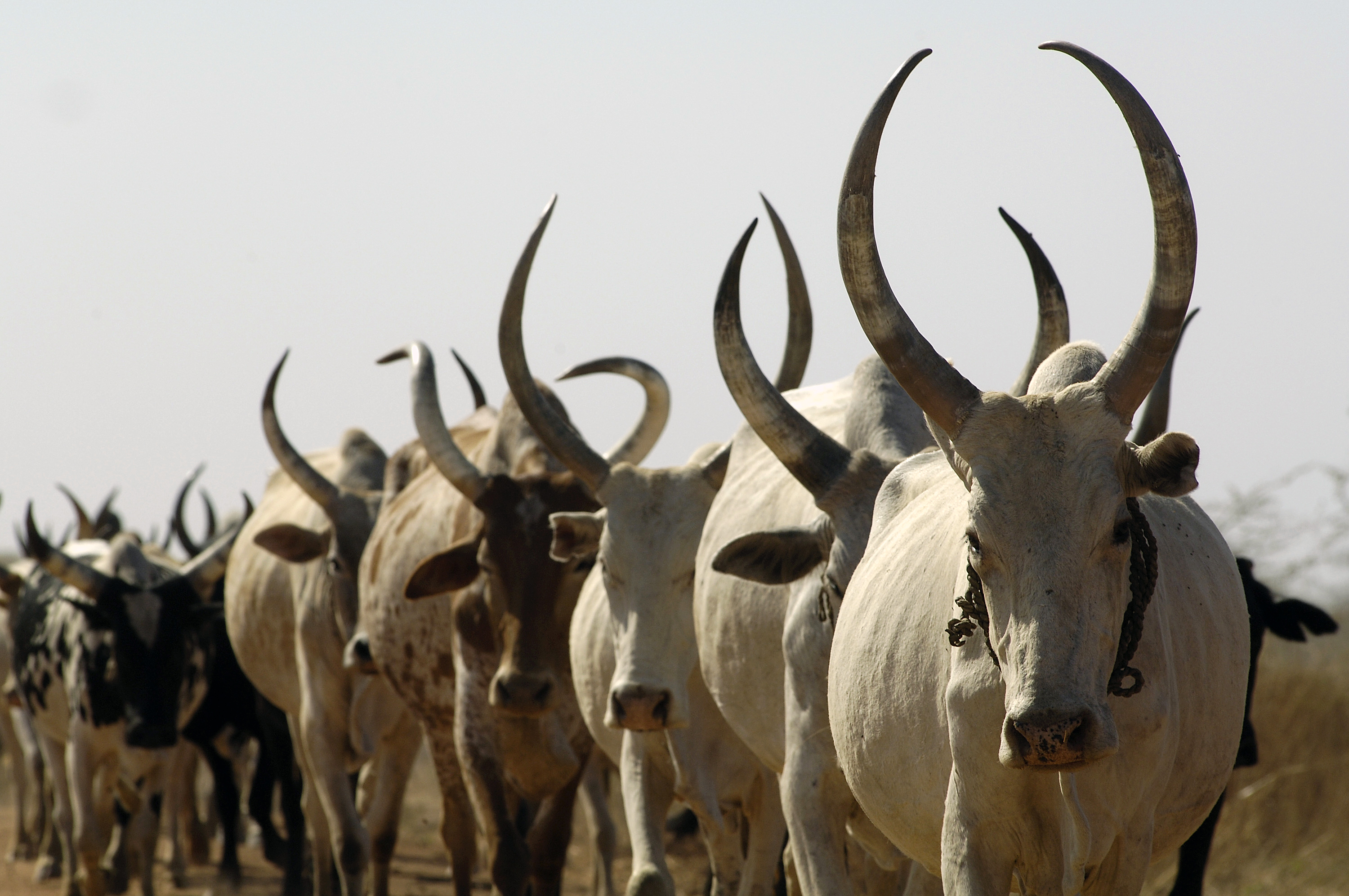 south-sudan-livestock.jpg | Conflict, Food | The New Humanitarian