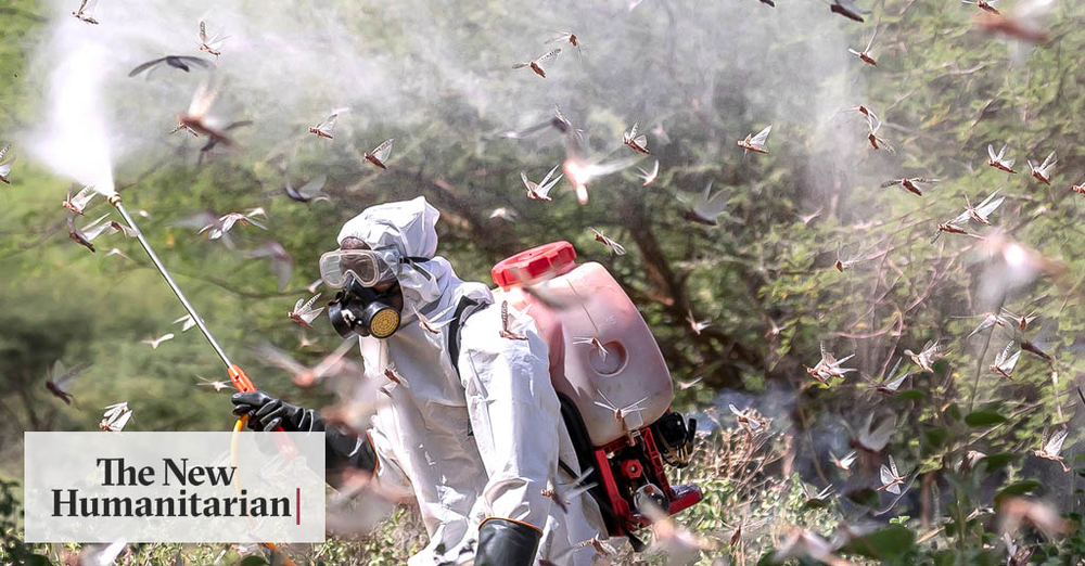 The New Humanitarian | Coronavirus hampers response as locust outbreak ...