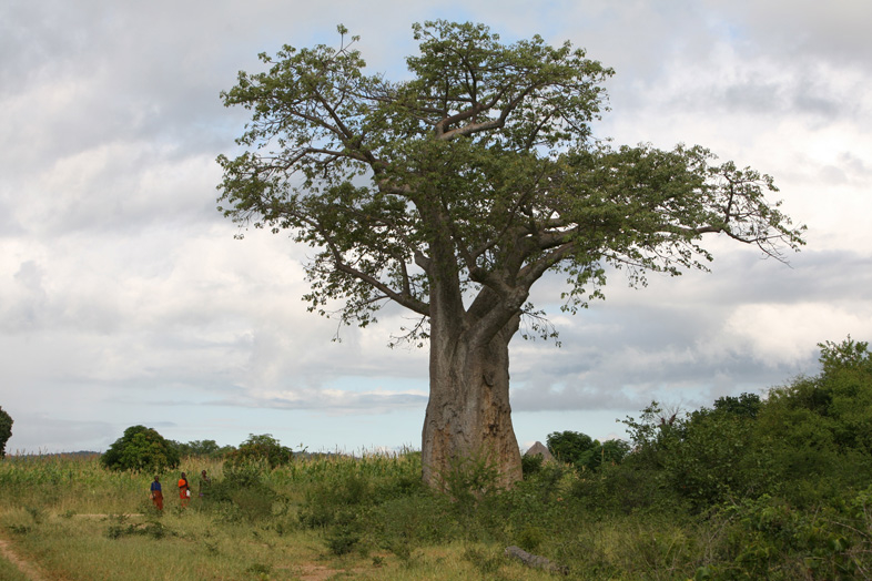 The New Humanitarian | Eyeing the wealth of the Guinea Savannah