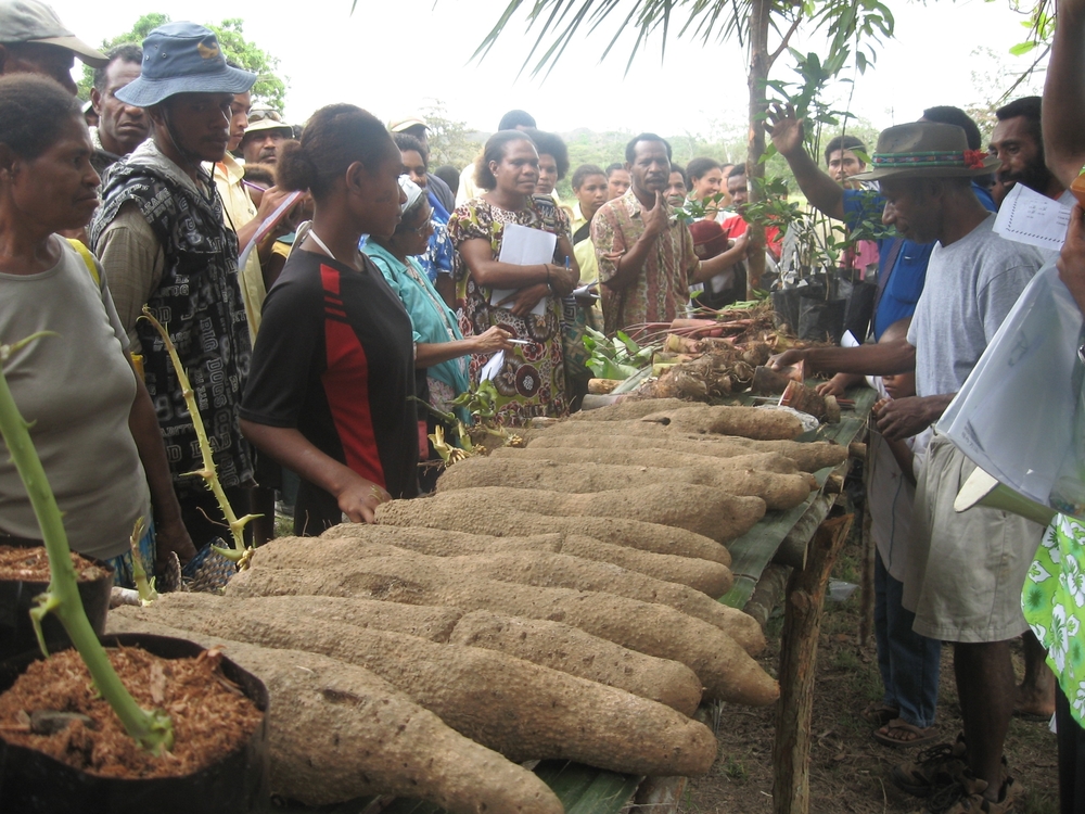 Yams are abundant in Papua New Guinea and crops are being modified to ...