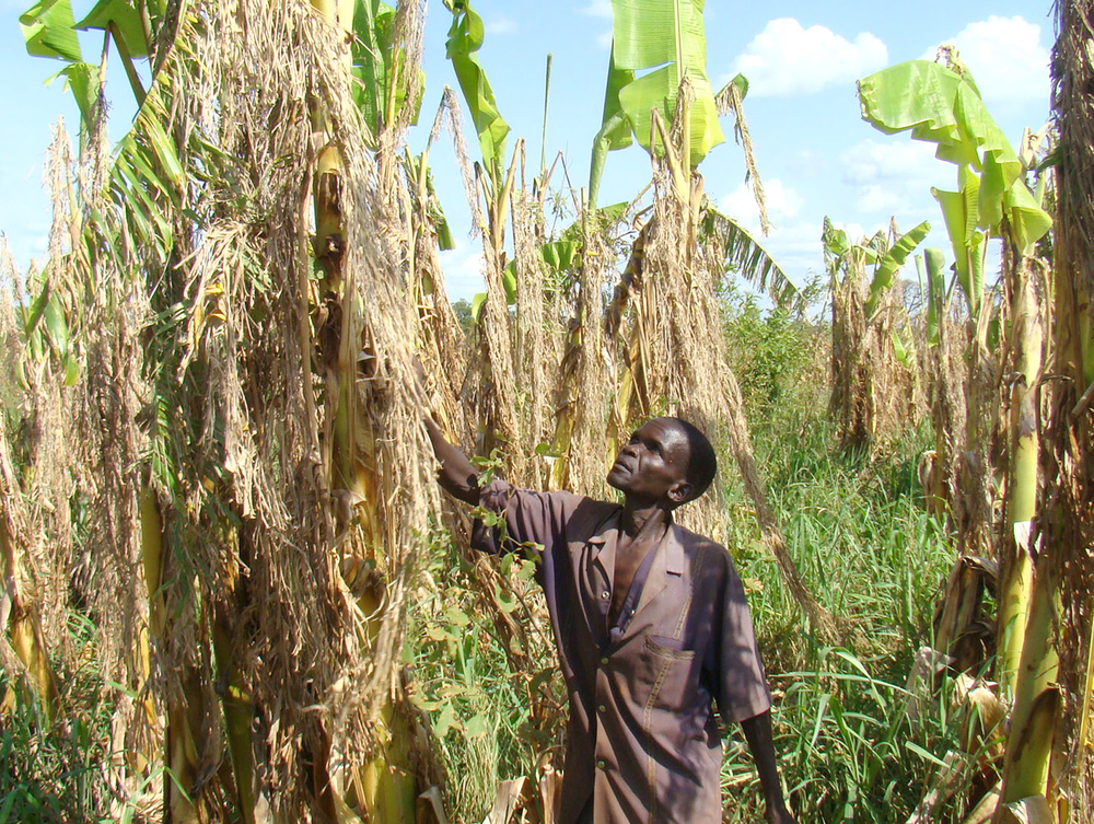 The New Humanitarian | Banana blight puts livelihoods at risk