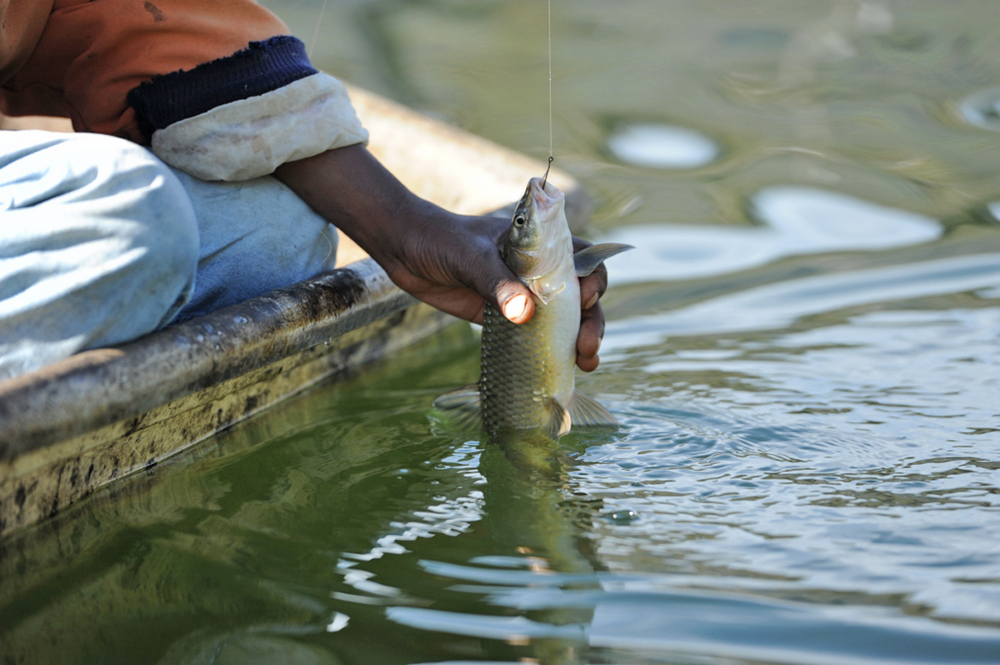 A yellow fish caught in Lesotho’s Katse dam, which is also the site of ...