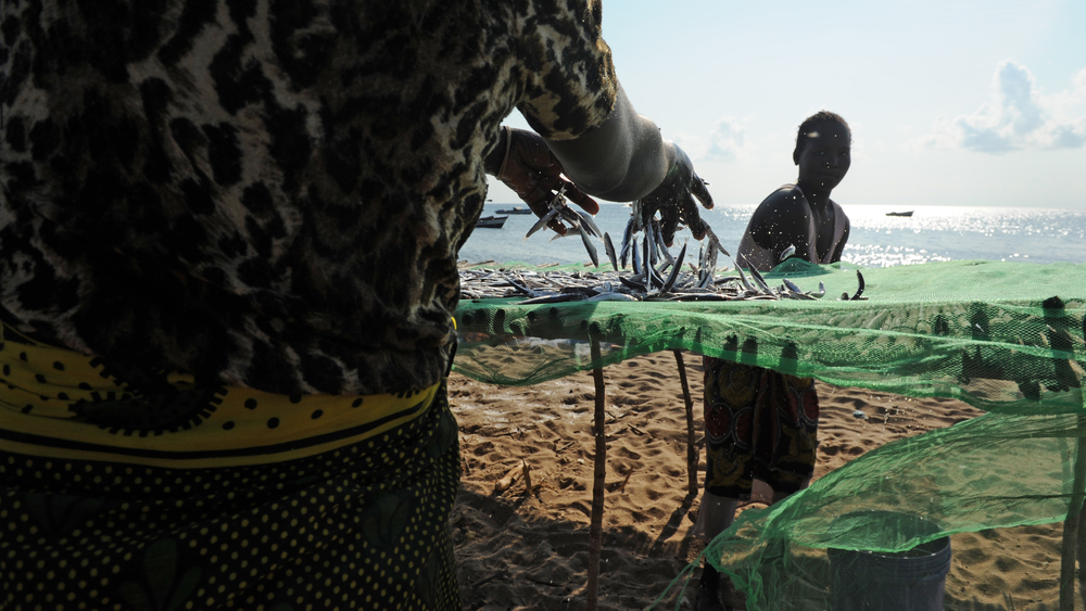 The New Humanitarian | Lake Malawi’s dwindling fish stocks threaten ...