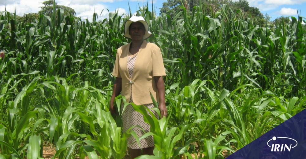 How women farmers are battling climate change in Zimbabwe