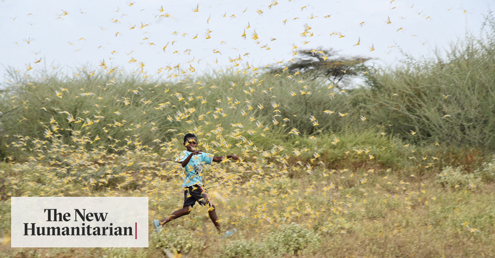 The New Humanitarian | Locust swarms could regenerate and become 20 ...
