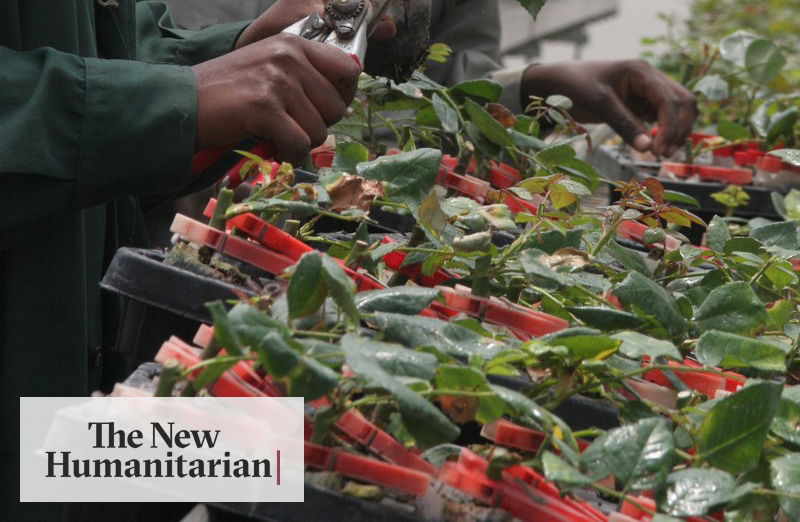 The New Humanitarian | Flower industry needs to nip HIV in the bud