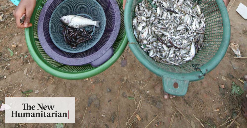 The New Humanitarian | Climate change affecting fish stocks