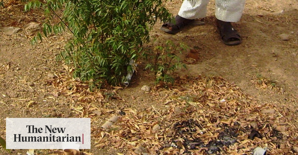 The New Humanitarian | Dead baby trees by the millions as reforestation ...