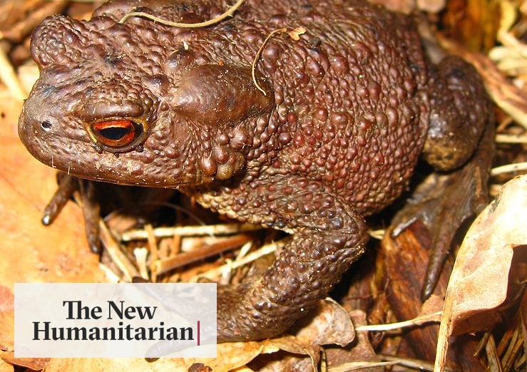 The New Humanitarian | Earthquake early warning toads