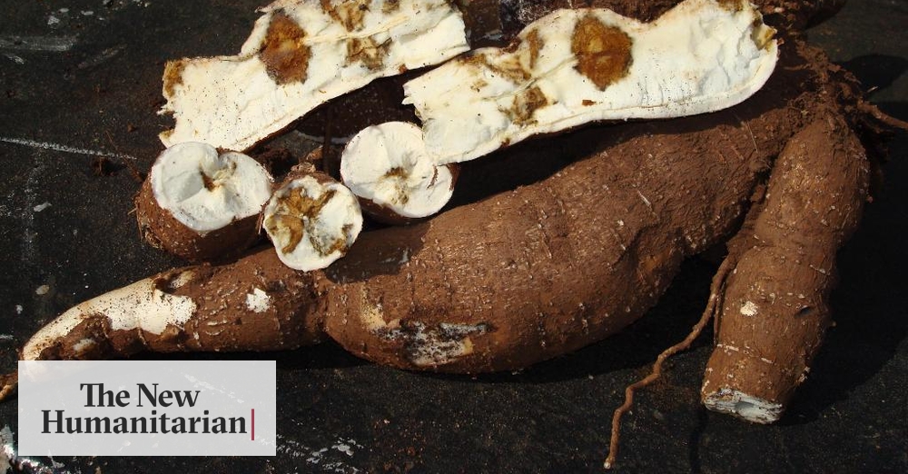 The New Humanitarian | Cassava disease threatens food supplies