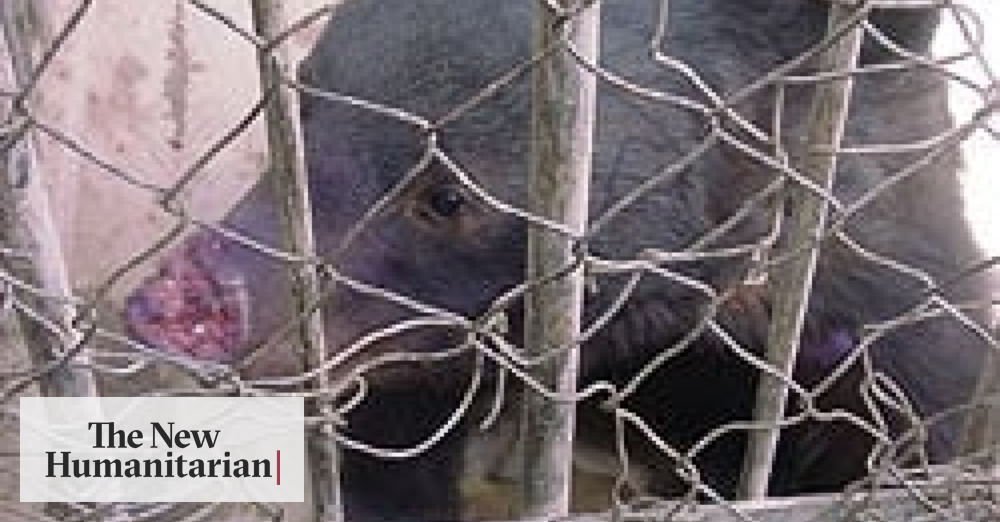 The New Humanitarian | Animals in misery at Kabul zoo